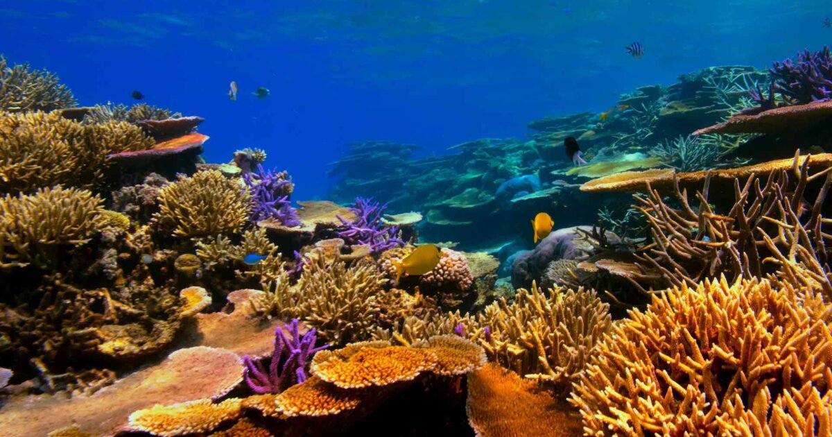 Africa’s Great Blue Wall seeks to preserve marine ecosystems | FairPlanet