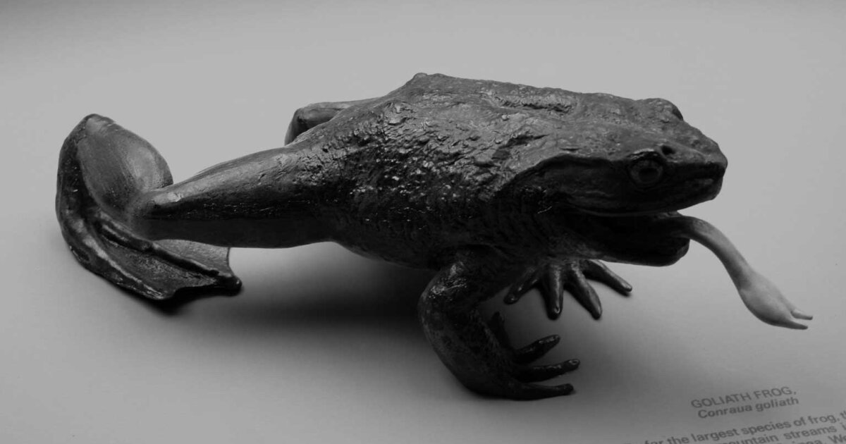 Inside the race to save the world’s largest frog | FairPlanet