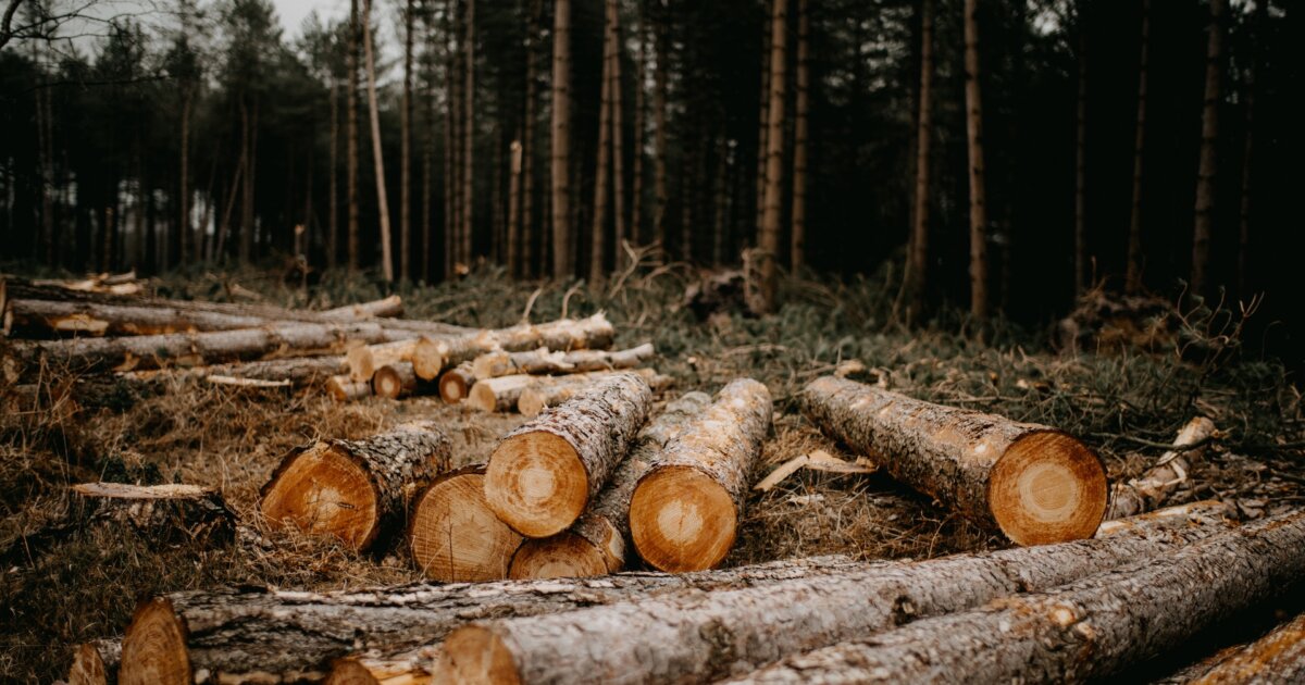 UK fails to curb deforestation bankrolling. What’s next? | FairPlanet