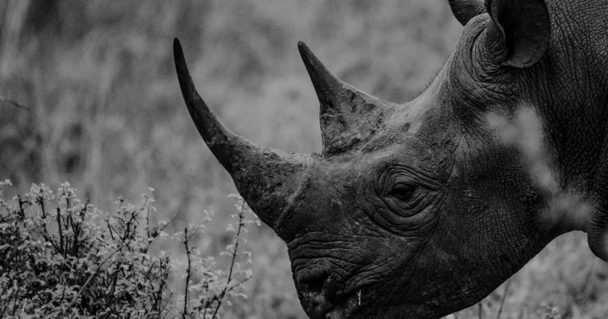 Study: Rhino horn-trimming could threaten specie's survival | FairPlanet