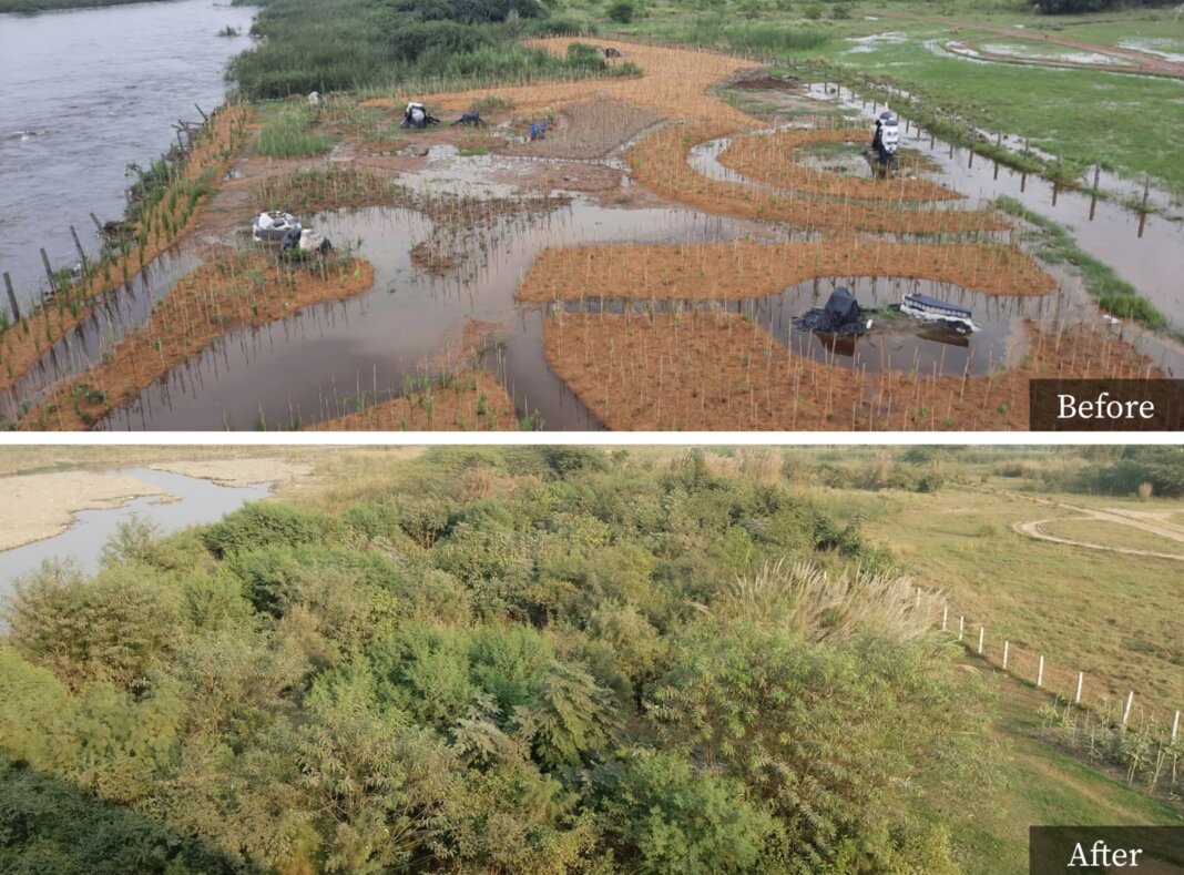 Miyawaki method: a game-changer for urban reforestation? | FairPlanet