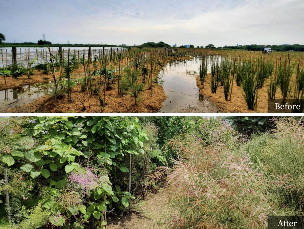 Miyawaki method: a game-changer for urban reforestation? | FairPlanet