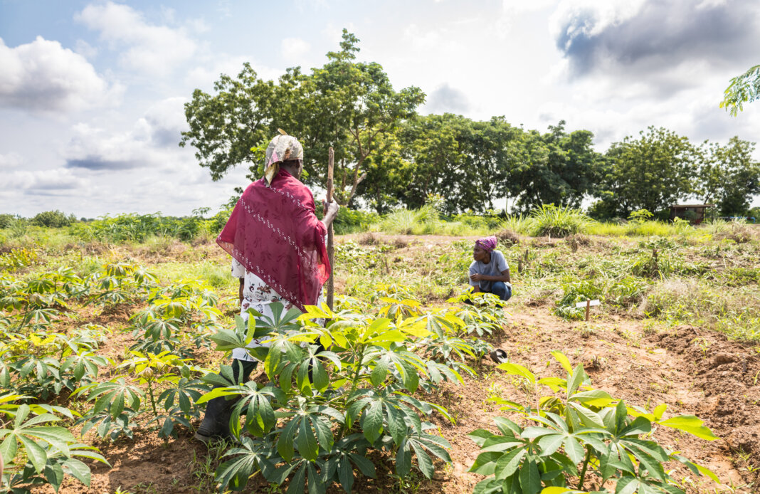 Why smallholder farmer productivity is vital for global food security ...