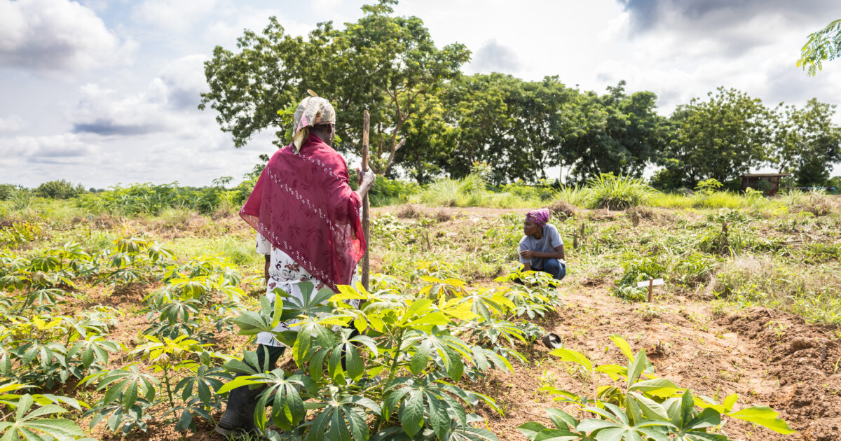 Why smallholder farmer productivity is vital for global food security ...