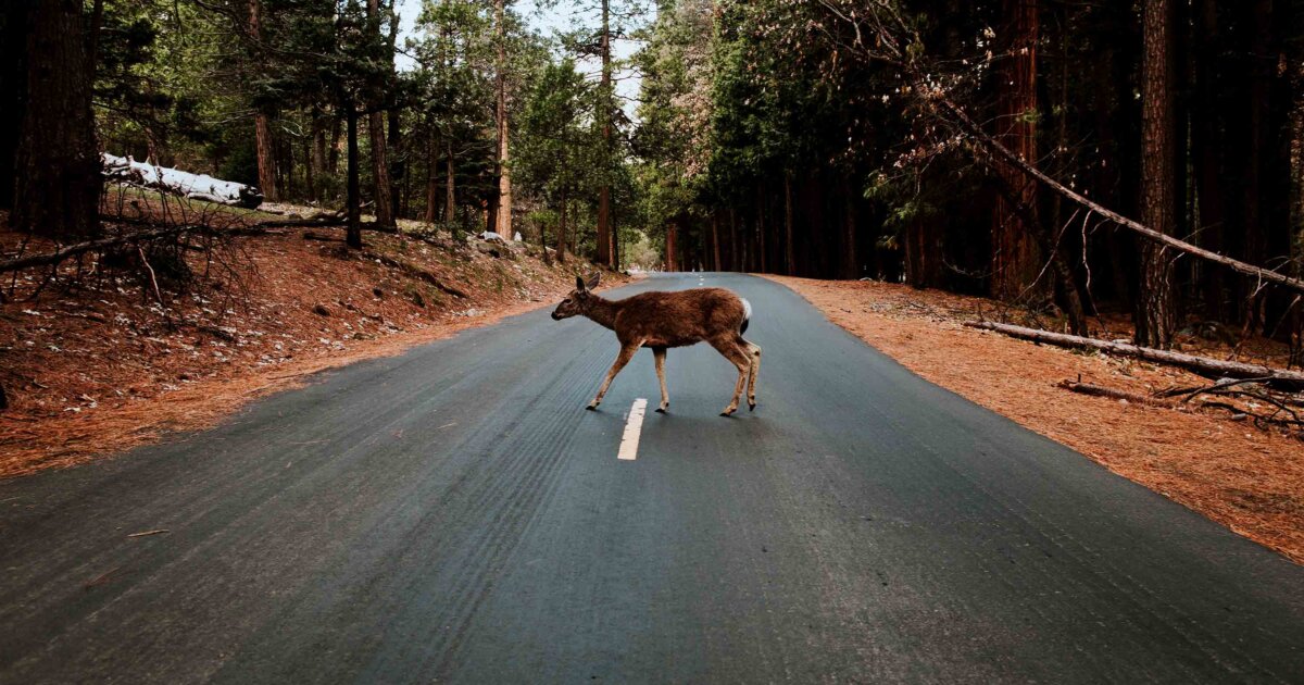 Should we eat roadkill? | FairPlanet