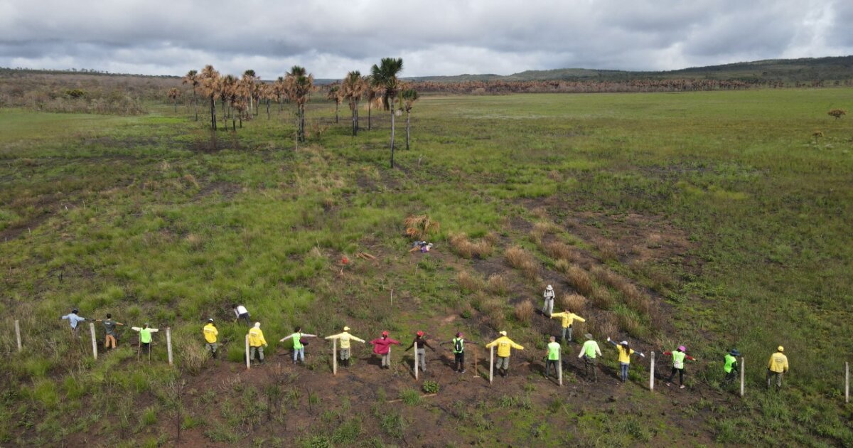 Protecting the Cerrado biome: a fight for 'Brazil's heart' | FairPlanet