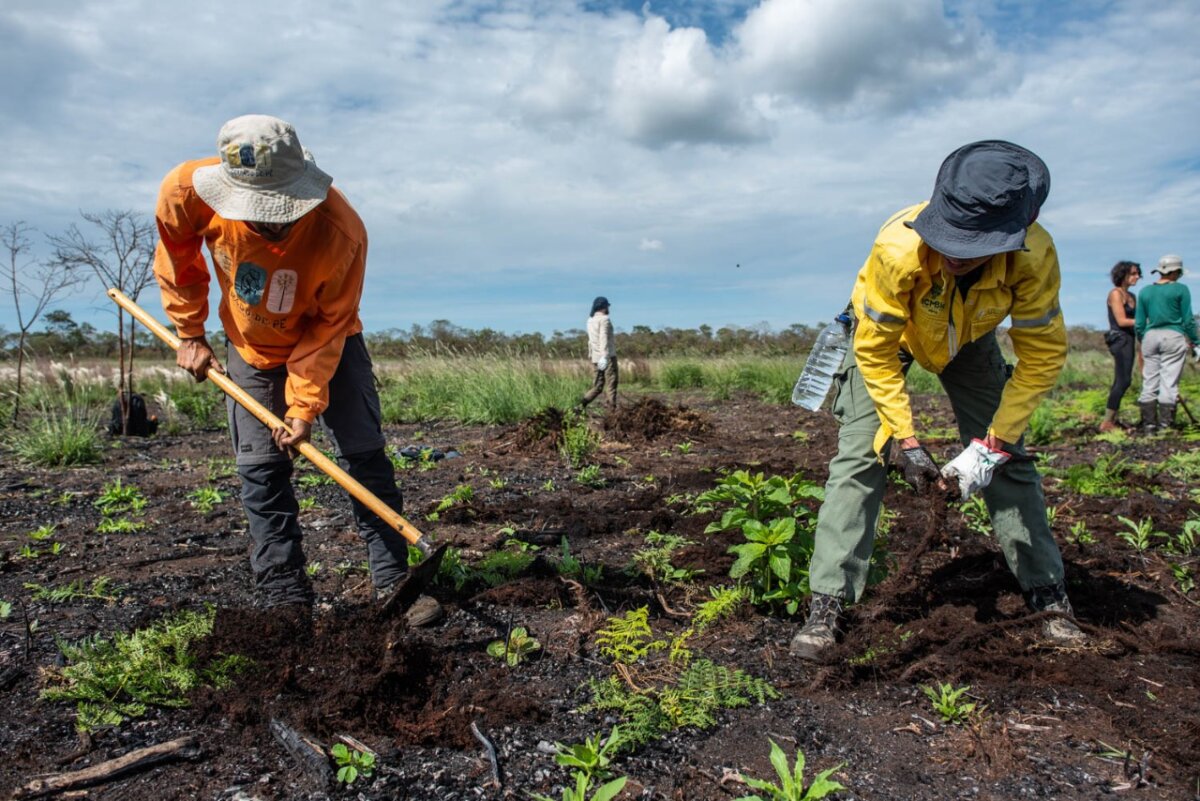 Protecting the Cerrado biome: a fight for 'Brazil's heart' | FairPlanet