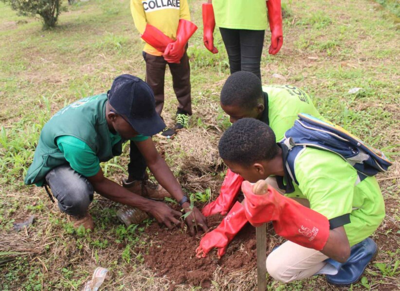 Grassroot reforestation campaigns gain steam across Cameroon | FairPlanet