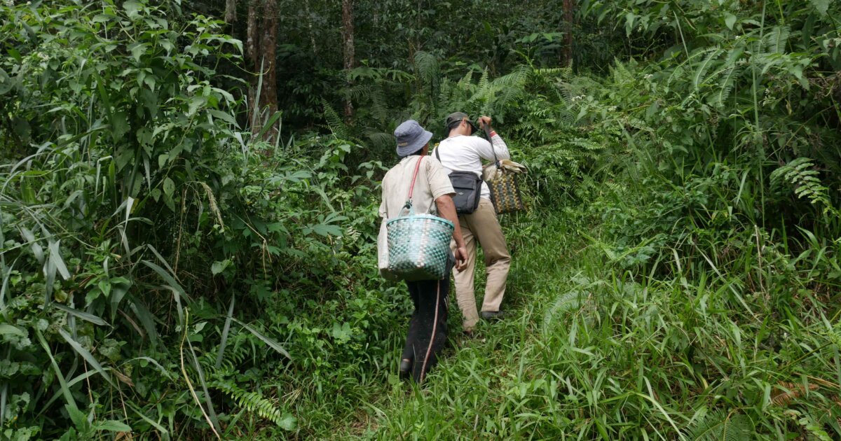 How Indonesia's indigenous protect their native lands | FairPlanet