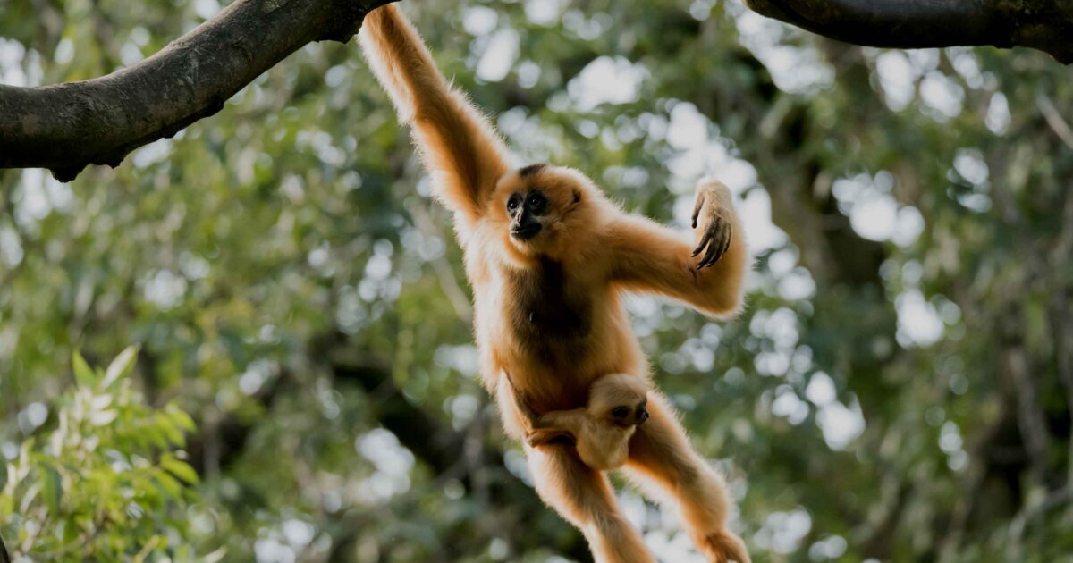 Argentina: as monkeys face extinction, health experts sound the alarm ...