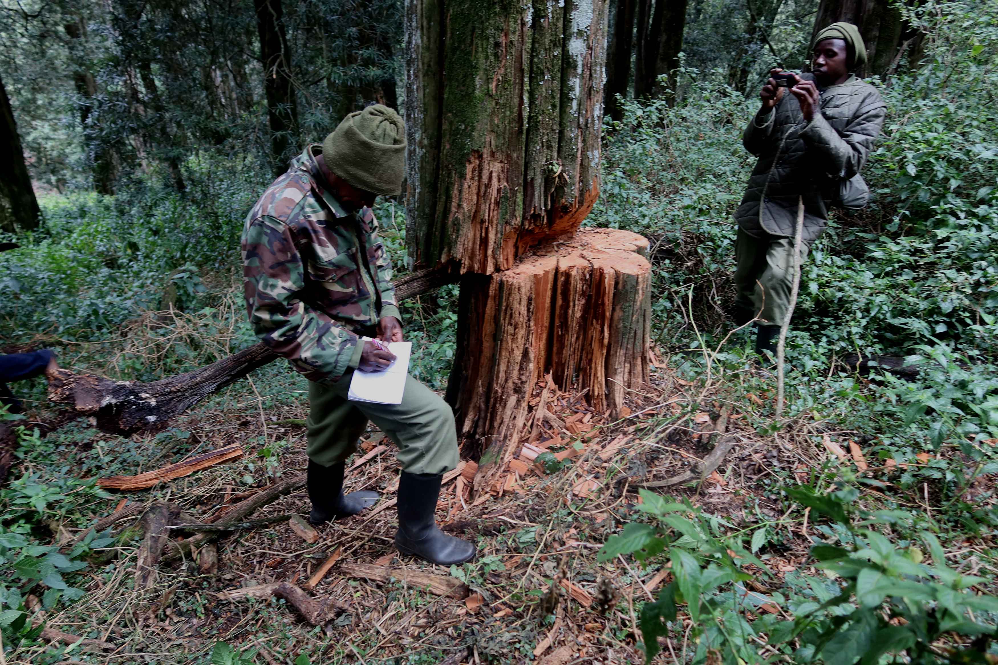 Forest Poaching