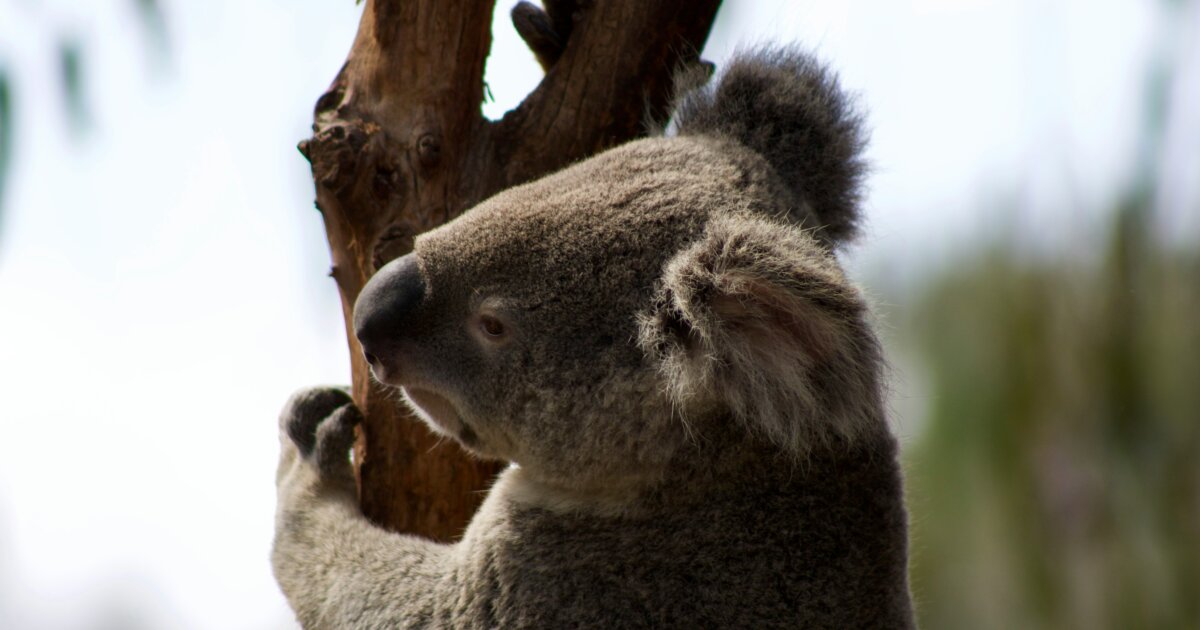 Koala Habitat Protection and Rural Livelihoods | FairPlanet