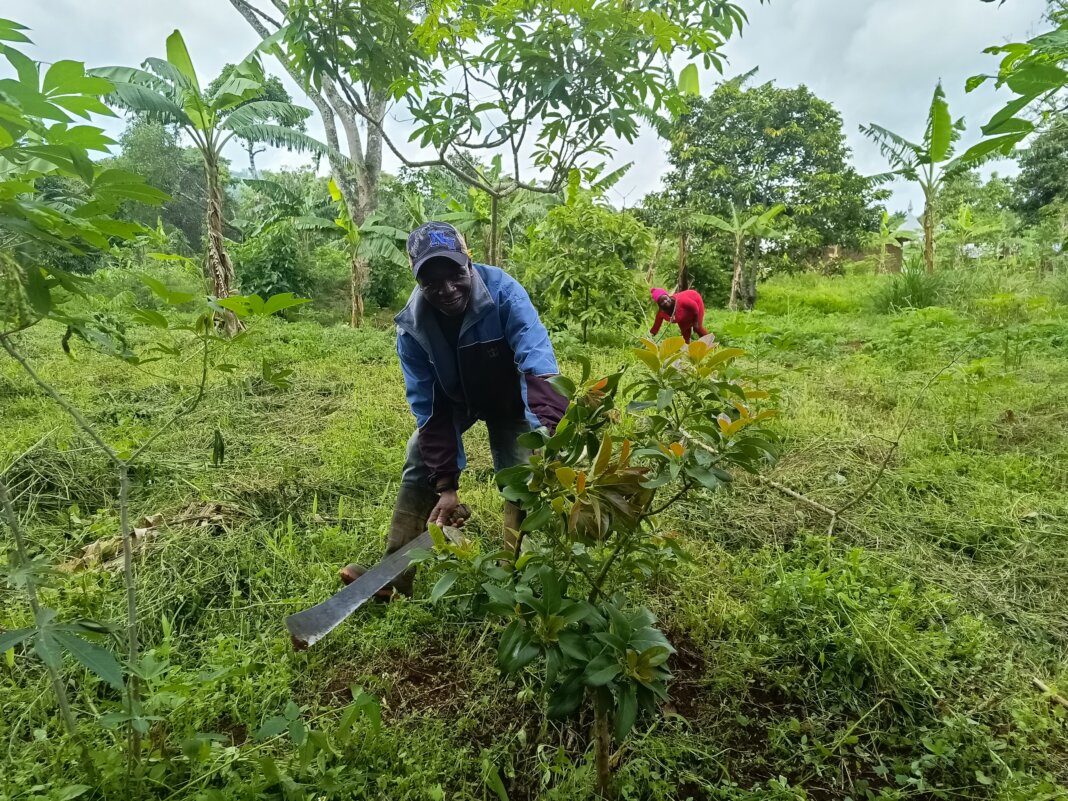 Can an app restore Cameroon’s native forests? | FairPlanet